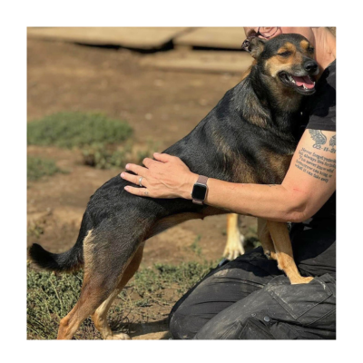 Jenna - Armyfordogs e.V. - Tierschutzverein