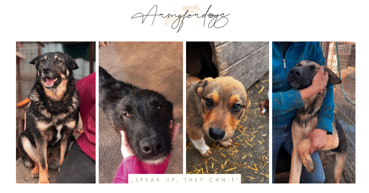 armyfordogs - Armyfordogs e.V. - Tierschutzverein