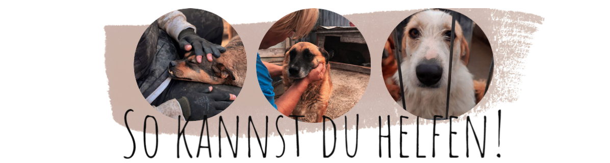 armyfordogs - Armyfordogs e.V. - Tierschutzverein