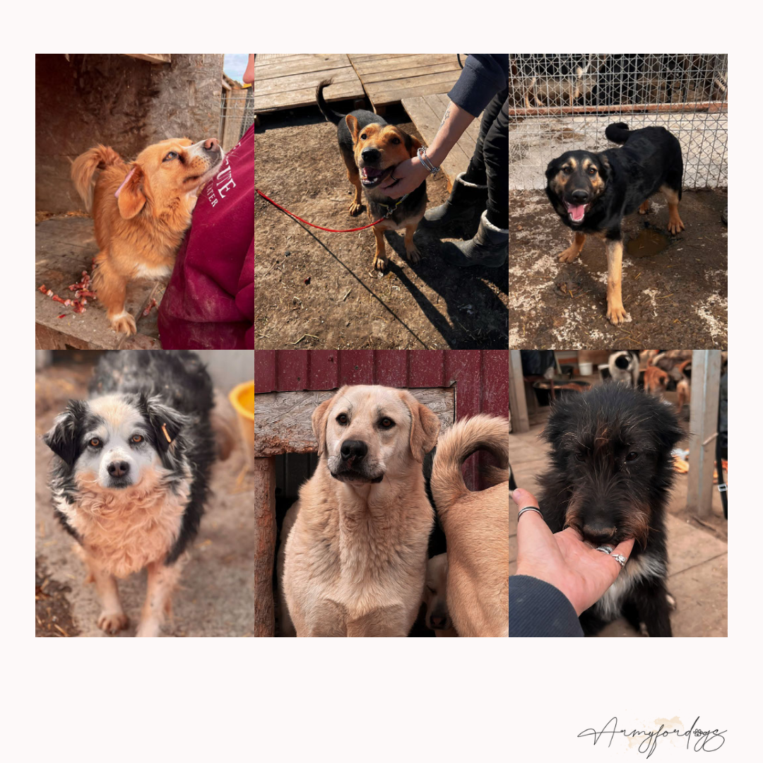 Informationen zur Adoption - Armyfordogs e.V. - Tierschutzverein