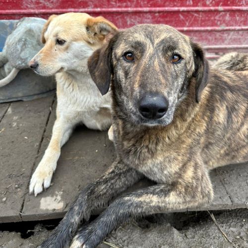 Molly - Armyfordogs e.V. - Tierschutzverein