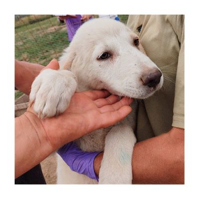 Balu - Armyfordogs e.V. - Tierschutzverein