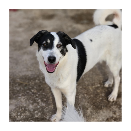 Berta - Armyfordogs e.V. - Tierschutzverein