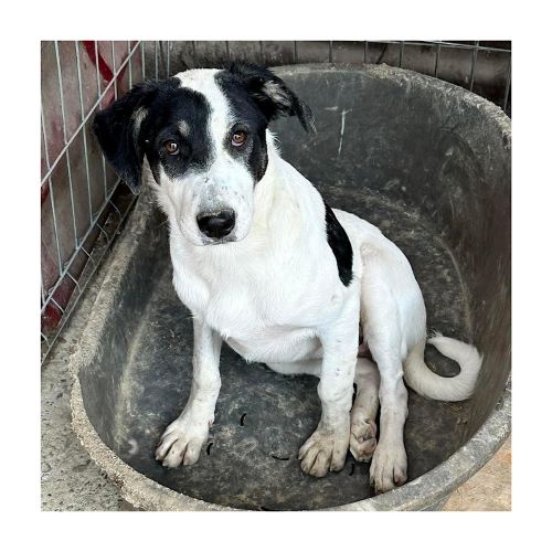 Berta - Armyfordogs - Tierschutzverein